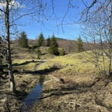 Hummocks Trail, Washington - 979 Reviews, Map | AllTrails