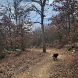 Keystone Ancient Forest Loop, Oklahoma - 710 Reviews, Map | AllTrails