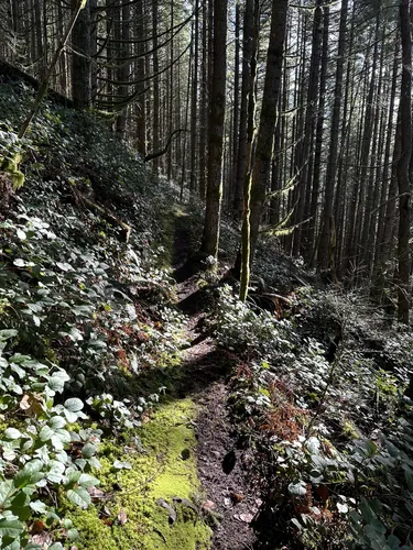Best River Trails in Tiger Mountain State Forest | AllTrails