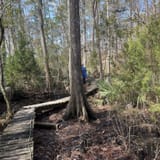 Neusiok Trail Northern Half, North Carolina - 153 Reviews, Map | AllTrails