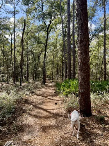 Best Hikes and Trails in Croom Wildlife Management Area | AllTrails