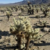 Cholla Cactus Garden, California - 2,194 Reviews, Map | AllTrails