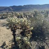 Cholla Cactus Garden, California - 2,194 Reviews, Map | AllTrails
