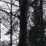 Gray Wolf Trail, Washington - 501 Reviews, Map | AllTrails