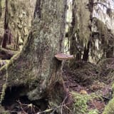 Gray Wolf Trail, Washington - 501 Reviews, Map | AllTrails