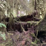 Gray Wolf Trail, Washington - 501 Reviews, Map | AllTrails