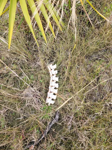Best Hikes and Trails in Babcock Ranch Nature Preserve | AllTrails