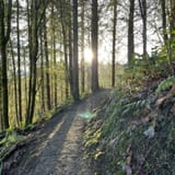 Big Tree Ridge Trail, Washington - 606 Reviews, Map | AllTrails