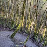 Big Tree Ridge Trail, Washington - 481 Reviews, Map | AllTrails