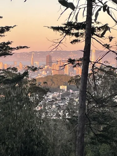 Mount Sutro Open Space Reserve: de beste routes om te wandelen | AllTrails