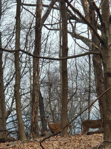 Best Hikes and Trails in Blauvelt State Park | AllTrails