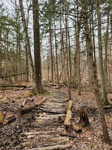 Best Hikes and Trails in Blauvelt State Park | AllTrails