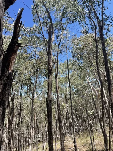 Best Hikes and Trails in Warby Ranges State Park | AllTrails