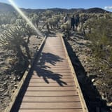 Cholla Cactus Garden, California - 2,194 Reviews, Map | AllTrails