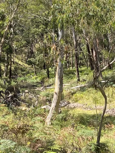 Best Camping Trails in Wombat State Forest | AllTrails