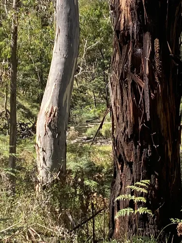 Best Easy Trails in Wombat State Forest | AllTrails