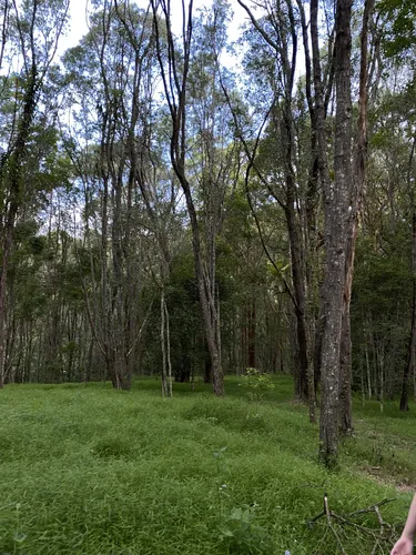 Best Walking Trails in Lower Beechmont Conservation Area | AllTrails