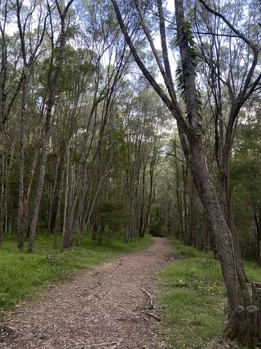 Best Walking Trails in Lower Beechmont Conservation Area | AllTrails