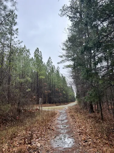 Best Hikes and Trails in Duke Forest | AllTrails