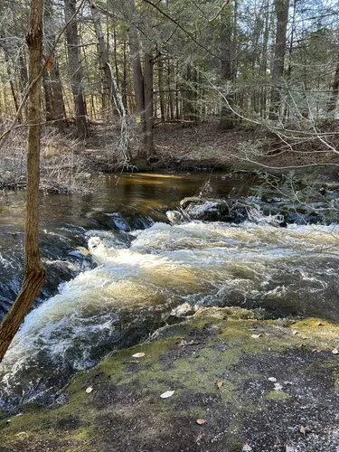 Best Hikes and Trails in Oyster River Forest | AllTrails