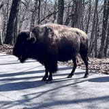White Bison Loop, Missouri - 2,268 Reviews, Map | AllTrails