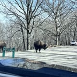 White Bison Loop, Missouri - 2,268 Reviews, Map | AllTrails