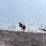 White Bison Loop, Missouri - 2,268 Reviews, Map | AllTrails