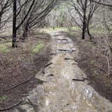 Stephenson Preserve Loop Trail, Texas - 553 Reviews, Map | AllTrails