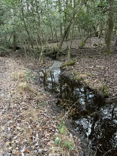Best Hikes and Trails in Parvin State Park | AllTrails
