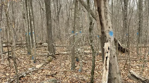 Best Hikes and Trails in Nehantic State Forest | AllTrails