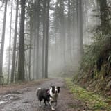 Forest Park Ridge Trail, Oregon - 1,253 Reviews, Map | AllTrails