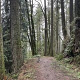 Forest Park Ridge Trail, Oregon - 1,253 Reviews, Map | AllTrails