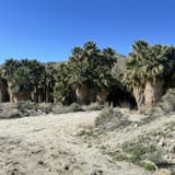 Hidden Horseshoe and Pushwalla Palms Trail, California - 250 Reviews ...