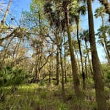 Econlockhatchee River Trail, Florida - 449 Reviews, Map | AllTrails