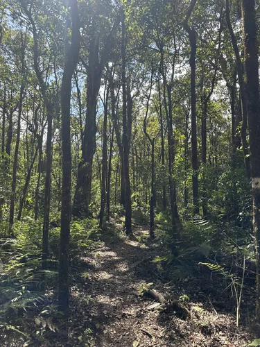 Best Hikes and Trails in Kalopa State Recreation Area | AllTrails