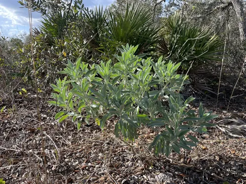 Best Hikes and Trails in Allen David Broussard Catfish Creek Preserve ...
