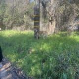 Newhall Pass: Weldon Canyon Trail, California - 231 Reviews, Map ...