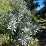 Newhall Pass: Weldon Canyon Trail, California - 236 Reviews, Map ...