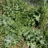 Newhall Pass: Weldon Canyon Trail, California - 236 Reviews, Map ...