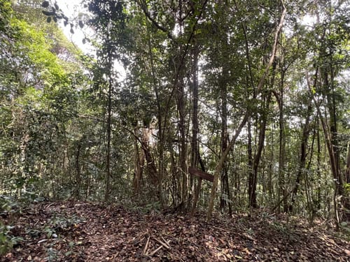 Best Hikes and Trails in Pulau Tiga Park | AllTrails
