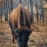 White Bison Loop, Missouri - 2,268 Reviews, Map | AllTrails