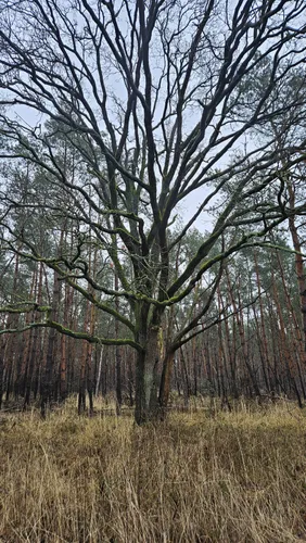 Best Wild Flowers Trails in Dorst Forest | AllTrails