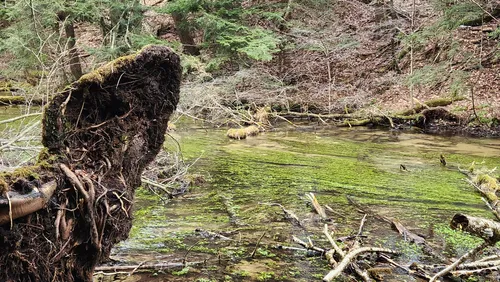 Best Hikes and Trails in Allan and Virginia McCune Nature Preserve ...