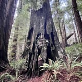 Berry Glen and Lady Bird Grove Trail , California - 390 Reviews, Map ...