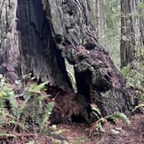 Berry Glen and Lady Bird Grove Trail , California - 390 Reviews, Map ...