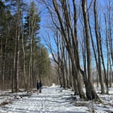 Loree Forest Loop, Ontario, Canada - 1,308 Reviews, Map | AllTrails