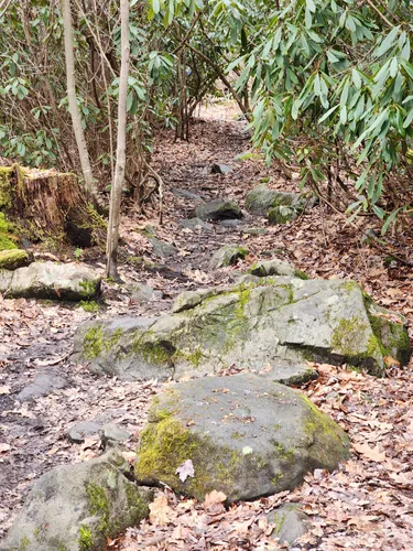 Best Hikes and Trails in Chestnut Ridge Park | AllTrails