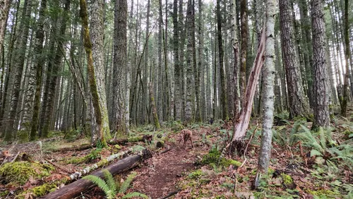 Best Hikes and Trails in Dunn State Forest | AllTrails