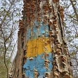 Case Mountain Trail, Connecticut - 990 Reviews, Map | AllTrails