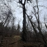 Dickey Ridge Trail, Virginia - 394 Reviews, Map | AllTrails